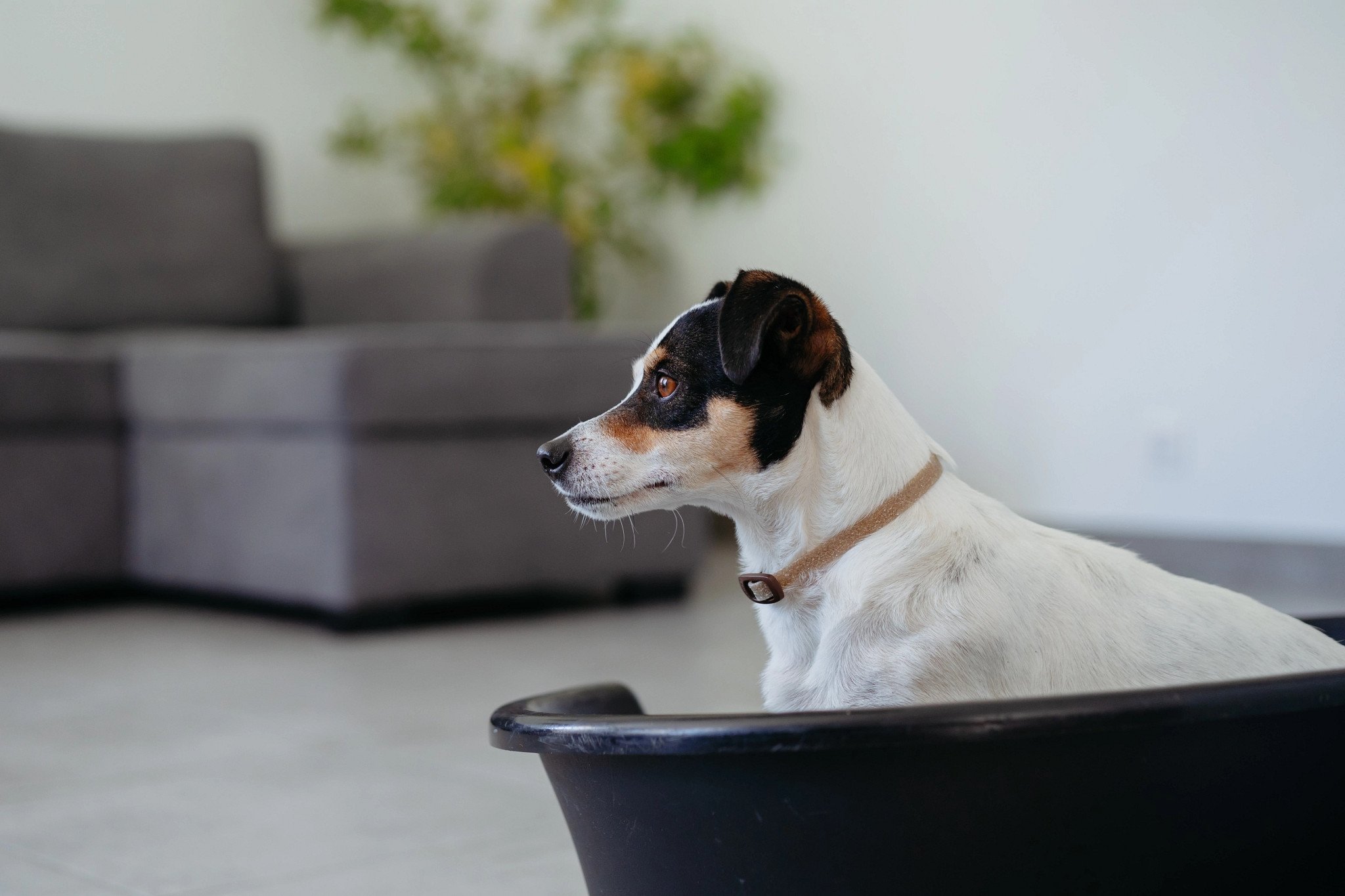 Zenidog® Collar con feromonas calmantes para perros - Virbac Spain